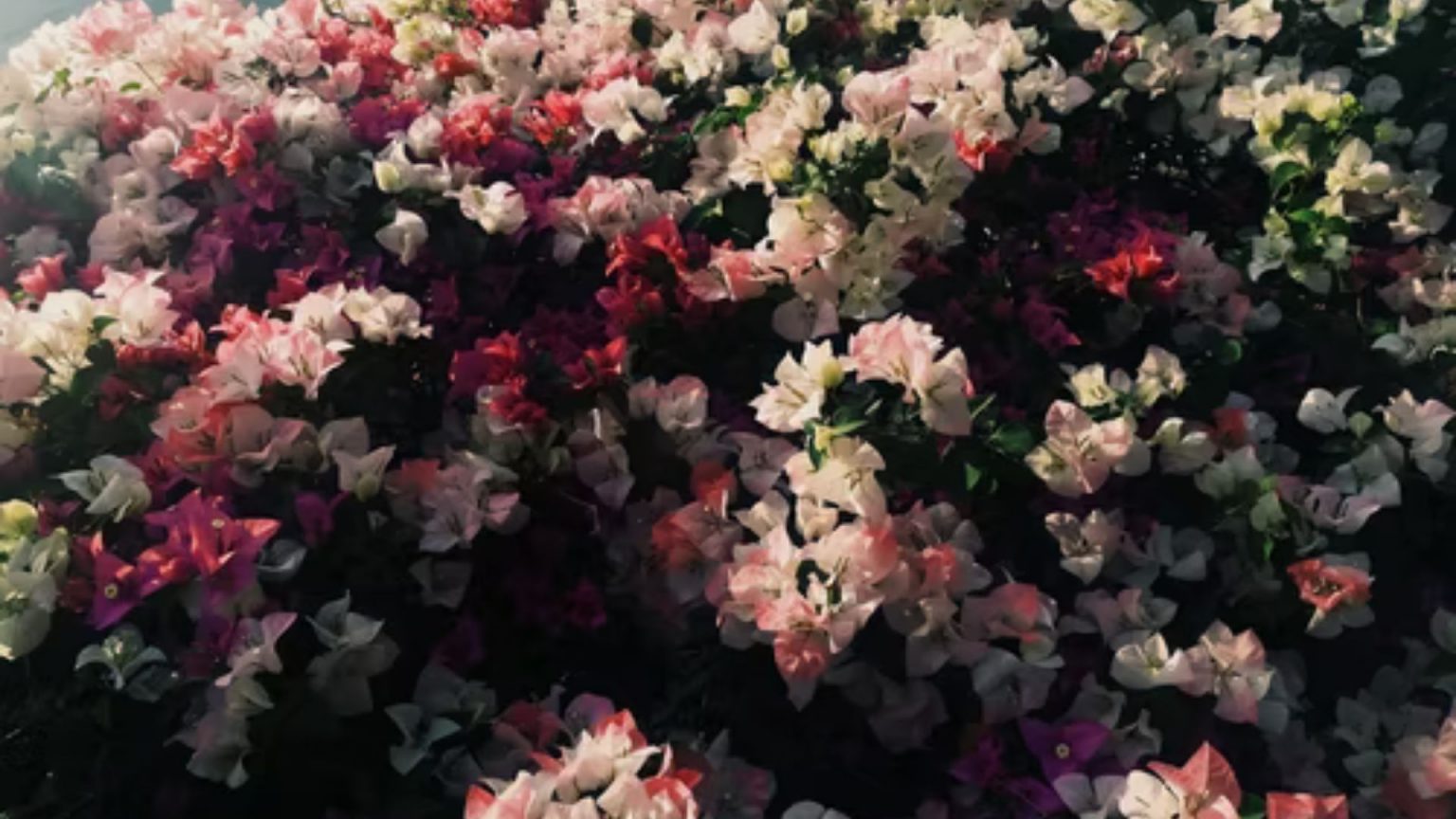 30 Free Desktop Wallpaper Without Downloading HD - Women Lifestyle