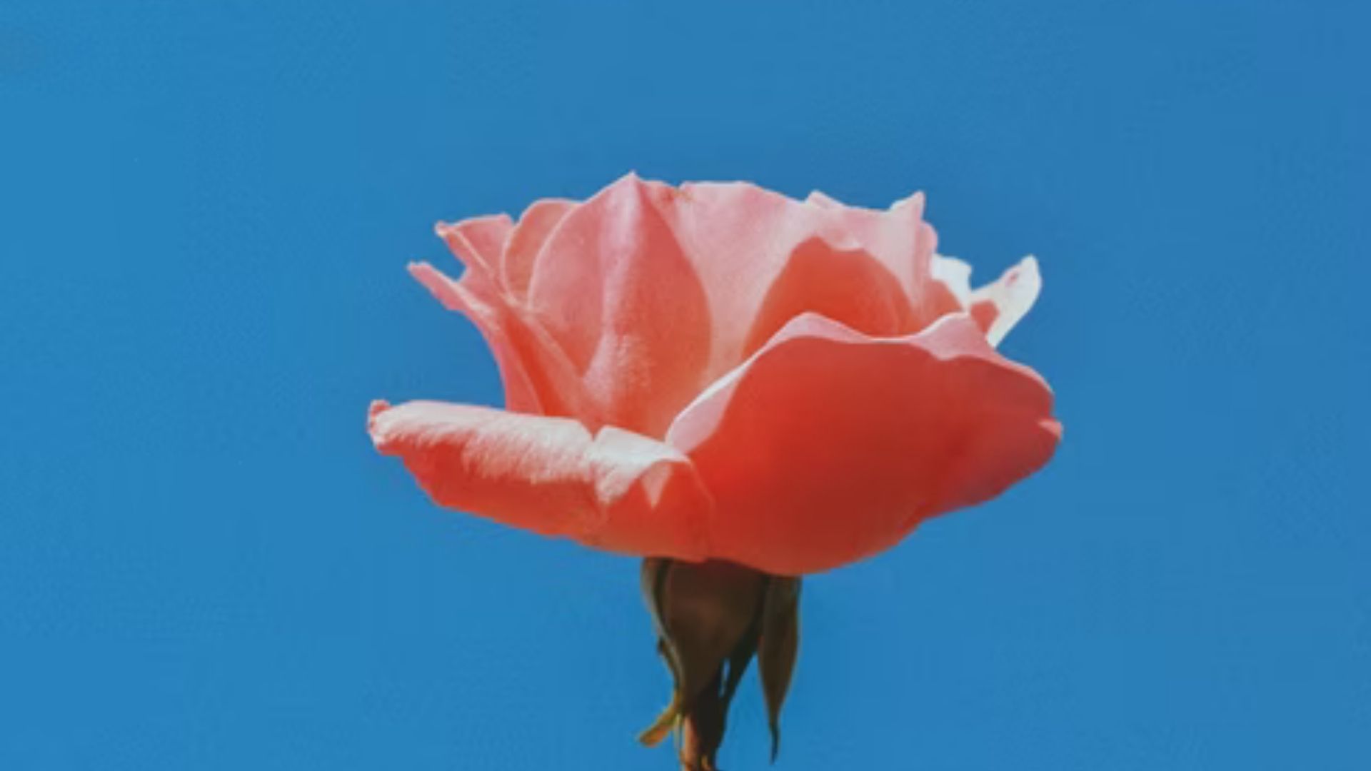 30 Free Desktop Wallpaper Without Downloading HD - Women Lifestyle